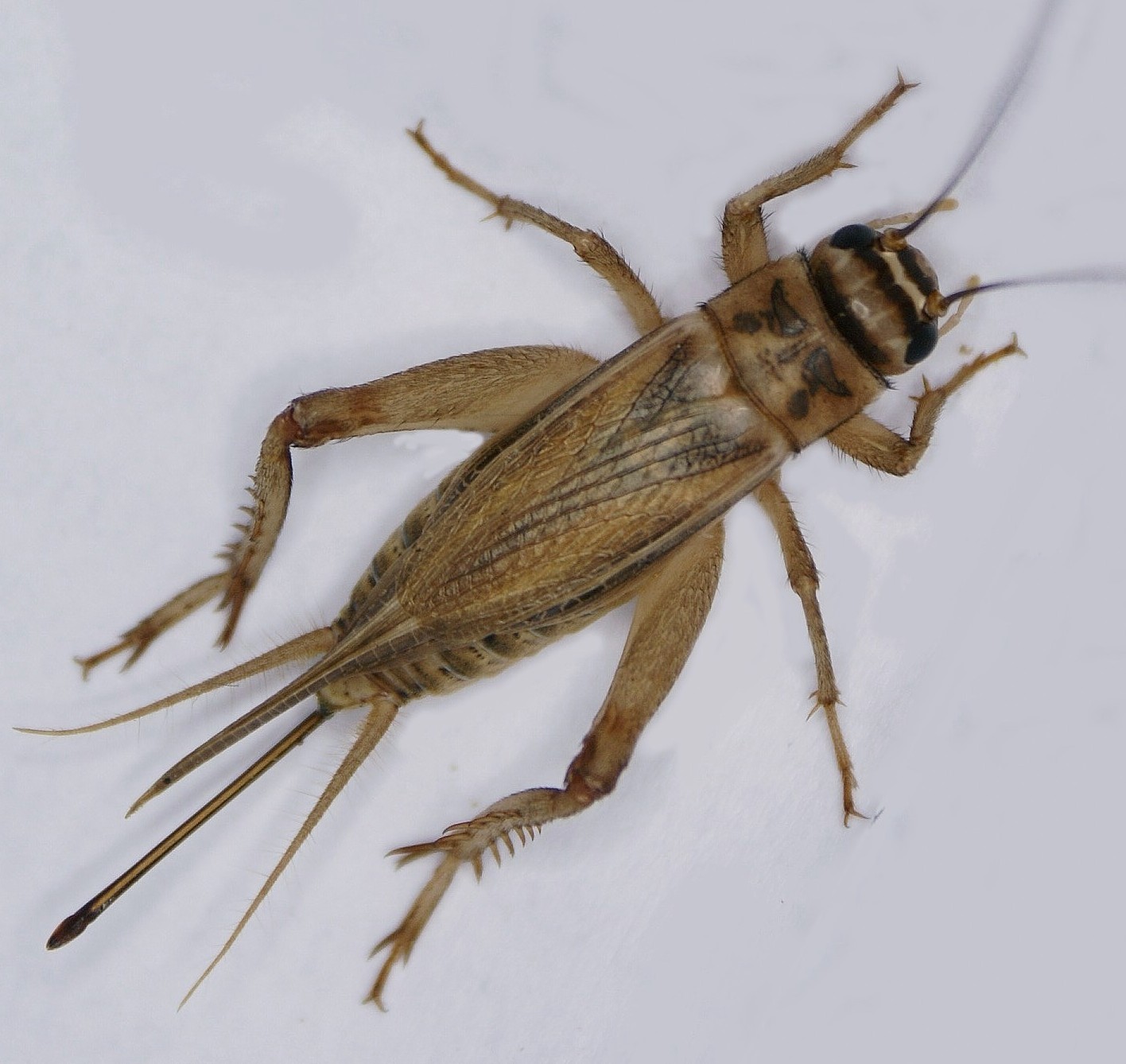 The Fascinating Biology of Crickets: From Anatomy to Acoustics ...