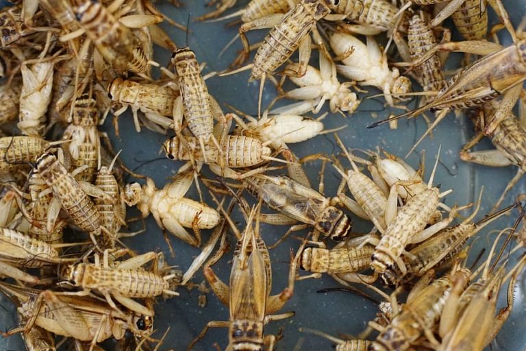 The Fascinating Biology of Crickets: From Anatomy to Acoustics ...